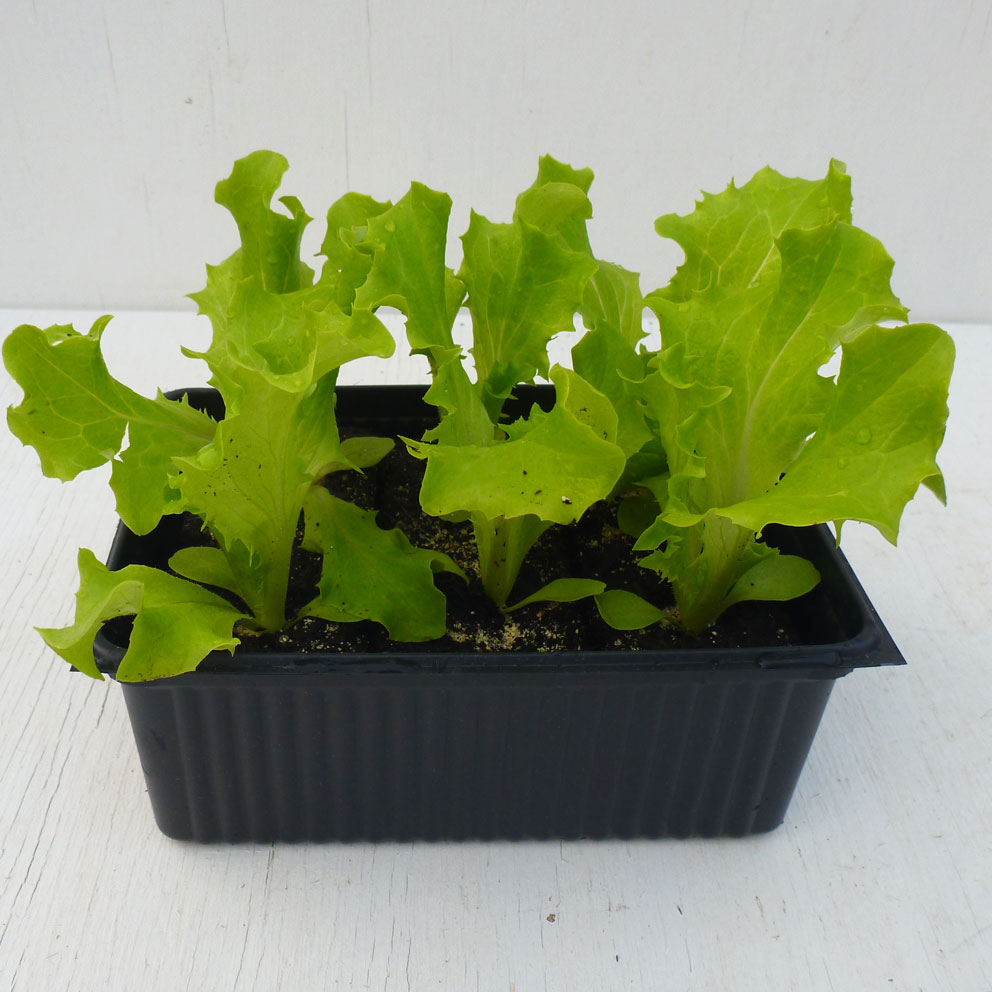 Bio-Batavia grün - von oMioBio