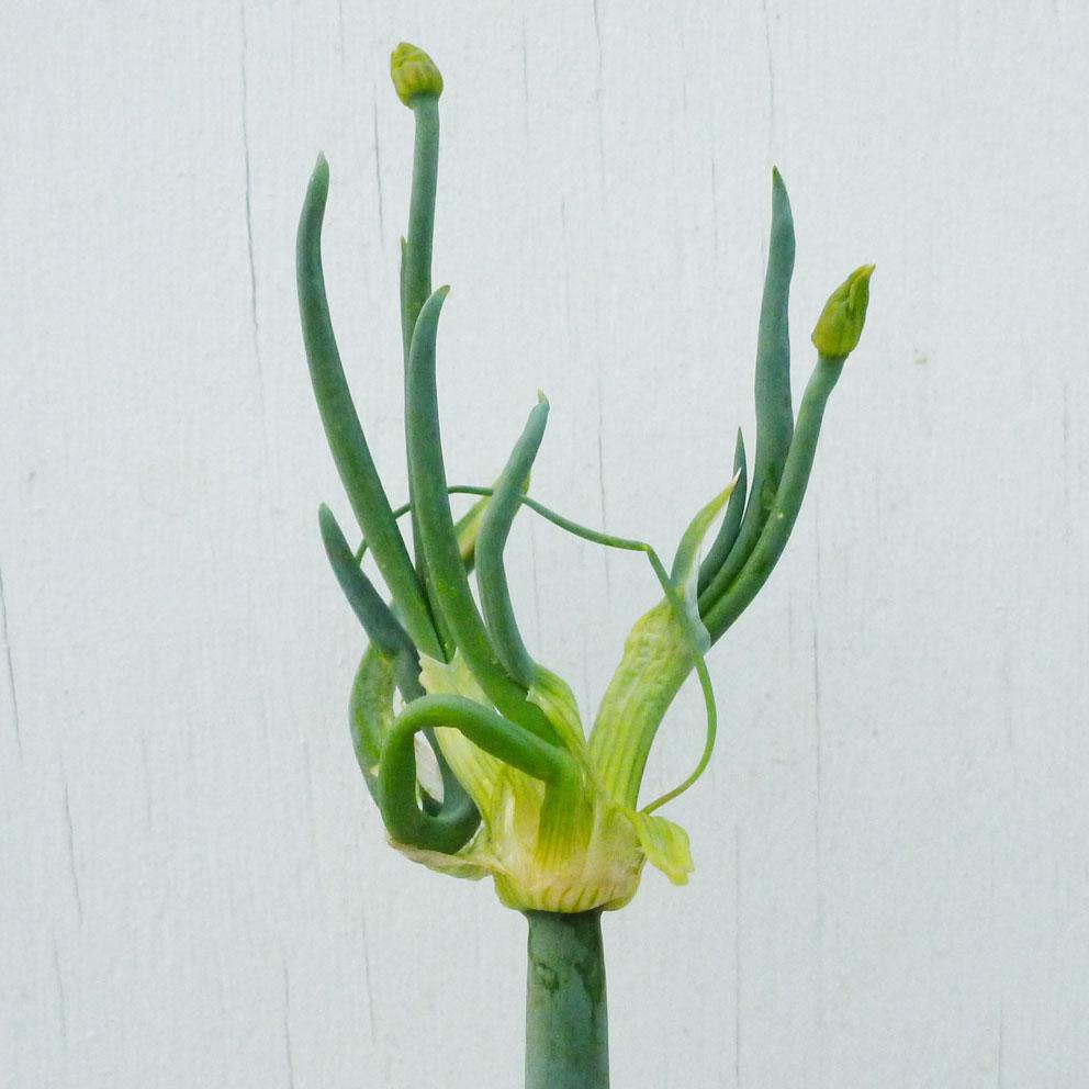 Allium viviparum - Etagenzwiebel - biopflanzen.shop von oMioBio